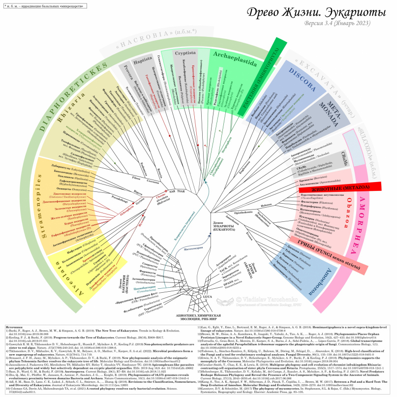Introduction to Phylogenetics – PANGenS – Web Training Portal